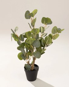 Eukalyptus Mini v květináči 50 cm