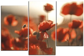Obraz na plátně - Máky na slunci 193FC (150x100 cm)