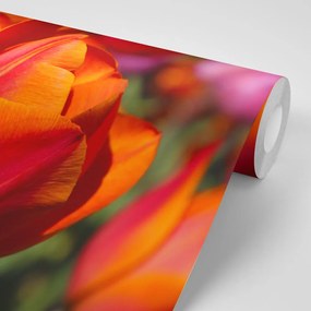 Samolepící fototapeta nádherné tulipány na louce