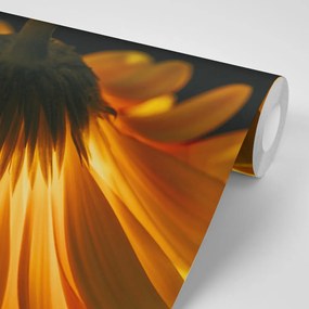 Samolepící fototapeta gerbera na tmavém pozadí