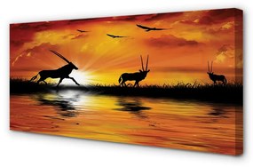 Obrazy na plátně Ptáci jezero západ 120x60 cm