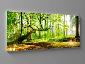 Liox Les v paprscích slunce Rozměr: 150 x 65 cm