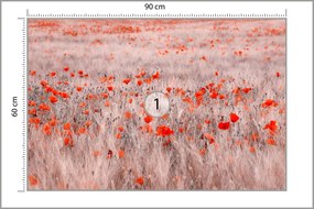 Fototapeta Poppy Field Strukturální vinyl 416x290