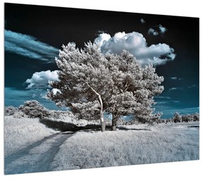 Obraz sněhobílého stromu (70x50 cm)