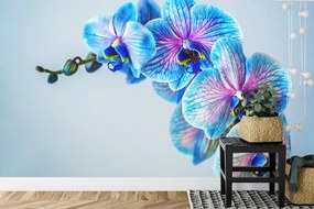 Fototapeta Barevná Orchideje Strukturální vinyl 104x70.5