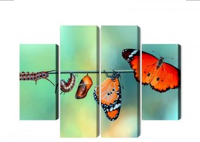 Vícedílný obraz Barevné Housenky A Motýli V Makro Měřítku Nedostatek Nedostatek Plátno Canvas 120x90