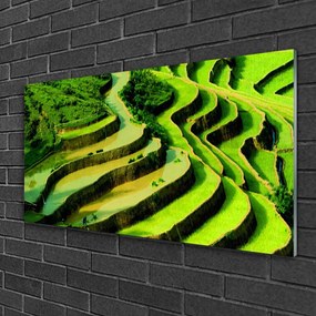 Obraz na skle Pole Rýže Les Umění 120x60 cm
