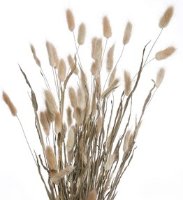 Butlers FLOWER MARKET Lagurus tráva sušená "Zaječí ocásek" 70 cm