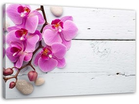 Gario Obraz na plátně Růžová orchidej a poupata Rozměry: 60 x 40 cm