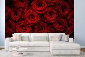 DIMEX | Samolepicí vliesová fototapeta na zeď Krásné červené růže MA-5-1397 | 375 x 250 cm | červená, černá