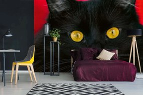 DIMEX | Samolepicí vliesová fototapeta na zeď Černá kočka MA-5-0552 | 375 x 250 cm | červená, černá, žlutá