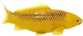 Mojo Kapr koi kin matsuba ú od 3 let