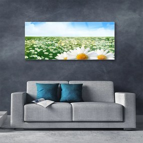 Plexisklo-obraz Sedmikrásky Květiny Louka Pole 125x50 cm