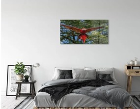 Obraz na skle ara papoušek 100x50 cm