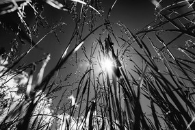 Samolepící fototapeta černobílá polní tráva - 450x300 cm