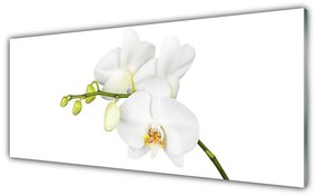 Plexisklo-obraz Orchidej Květiny Příroda 125x50 cm