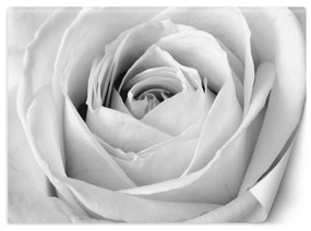 Fototapeta, Květy bílé růže Makro - 350x245 cm