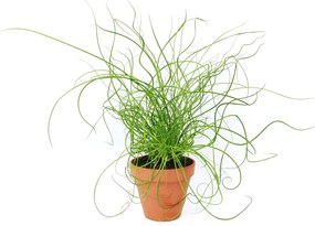 Juncus effusus Liebeslocken, průměr 12 cm Sítina