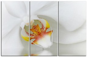 Obraz na plátně - Detailní záběr bílé orchideje 1223B (105x70 cm)