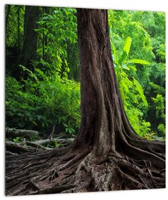 Obraz - Starý strom s kořeny (30x30 cm)