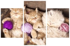 Obraz spících koťat (90x60 cm)