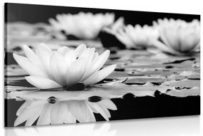 Obraz lotosový květ v černobílém provedení Varianta: 120x80