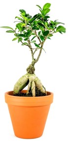 Pokojová rostlina Ficus microcarpa Ginseng, průměr 6 cm