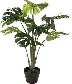 Monstera Mini v květináči 90 cm