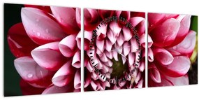 Obraz růžové jIřiny (s hodinami) (90x30 cm)