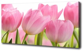 Wallmuralia Foto obraz na plátně Růžové tulipány 100x50
