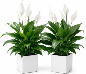 umělá květina, květ lilie, výška 47 cm, plast, bílá, Dekorino UK20260017
