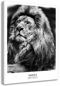 Obraz na plátně, Afrika Lvi Zvířata - 70x100 cm