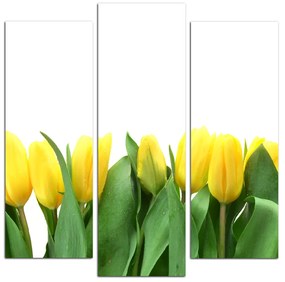 Obraz na plátně - Žluté tulipány - čtverec 303C (105x105 cm)