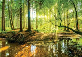 Fototapeta - Slunečný les (254x184 cm)