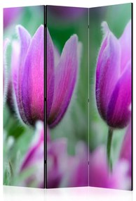 Paraván Purple spring tulips Dekorhome 135x172 cm (3-dílný)
