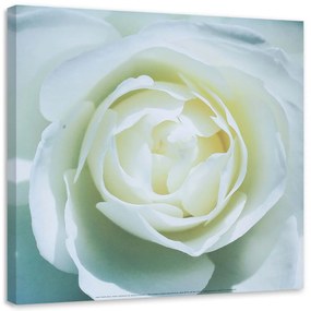 Gario Obraz na plátně Střed bílé růže Rozměry: 30 x 30 cm