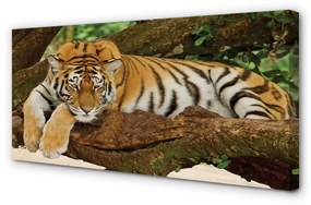 Obrazy na plátně tiger tree 125x50 cm