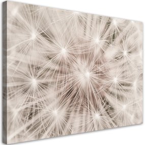 Obraz na plátně, Pampeliška květiny přírody makro - 120x80 cm