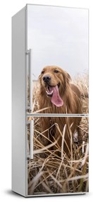 Wallmuralia Nálepka fototapeta lednička Golden retriever 60x180 cm