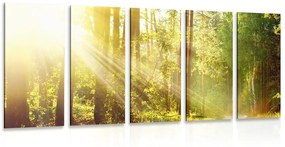 5-dílný obraz sluneční paprsky v lese - 200x100 cm
