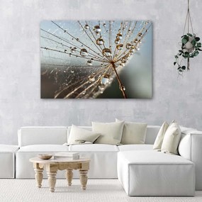 Gario Obraz na plátně Pampeliška v kapkách rosy Rozměry: 60 x 40 cm