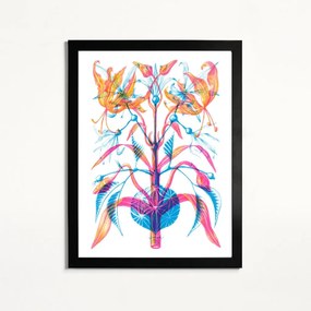 Filip Šenkeřík | Hybrid II – Lilencyclia Liliaceum Rám: Černý, Velikost: 40 x 30 cm