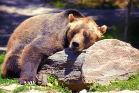 DIMEX | Samolepicí vliesová fototapeta na zeď Spící medvěd grizzly MA-5-0434 | 375 x 250 cm | zelená, béžová, hnědá