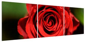 Detailní obraz květu růže (150x50 cm)