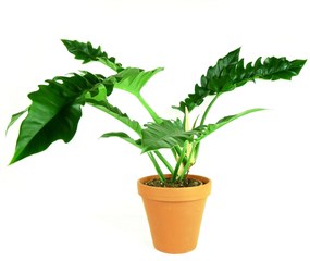 Pokojová rostlina Philodendron Narrow, průměr 14 cm