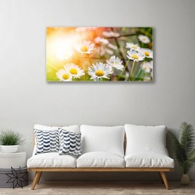Obraz na skle Sedmikrásky Květiny Paprsky 120x60 cm