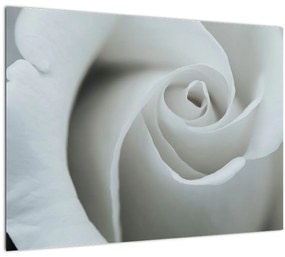 Skleněný obraz - Bílá růže (70x50 cm)