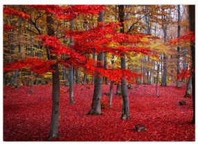 Skleněný obraz - Červený les (70x50 cm)