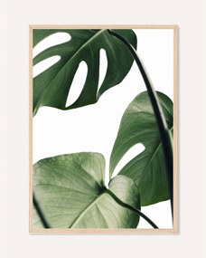 Oboustranný plakát Botanika | 30 x 42 cm | DP351485