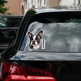 PIPPER. Nálepka Bostonský teriér Velikost: 60cm